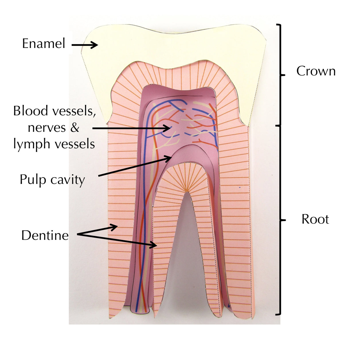 Teeth – Origami Organelles