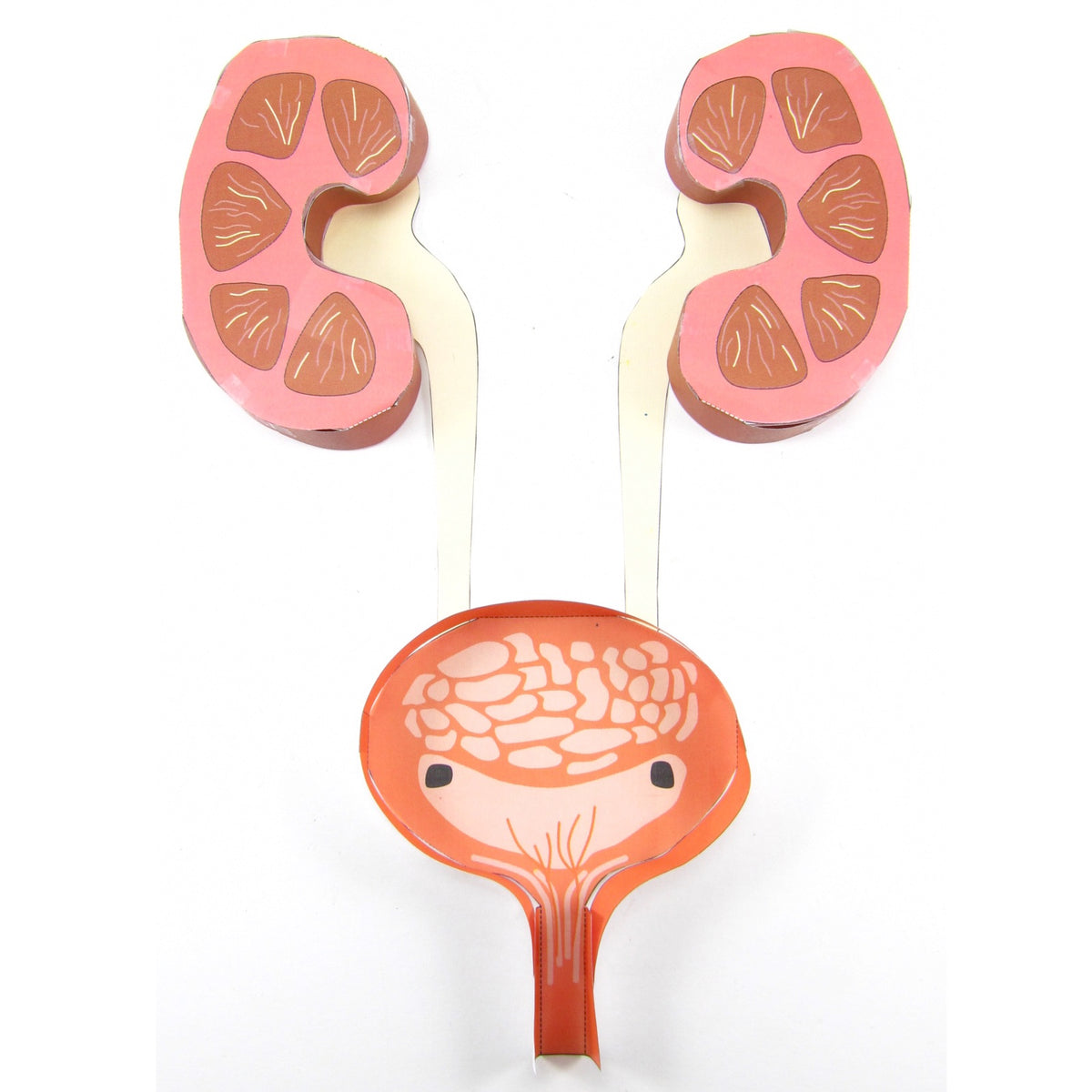 Urinary System – Origami Organelles