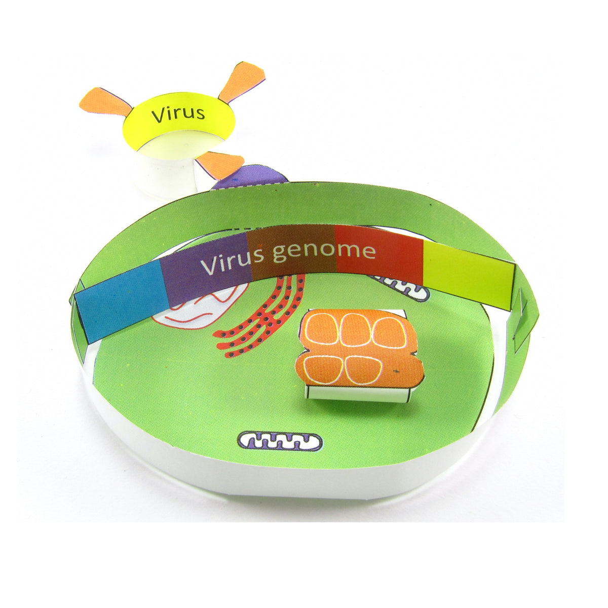 Virus Life Cycle – Origami Organelles