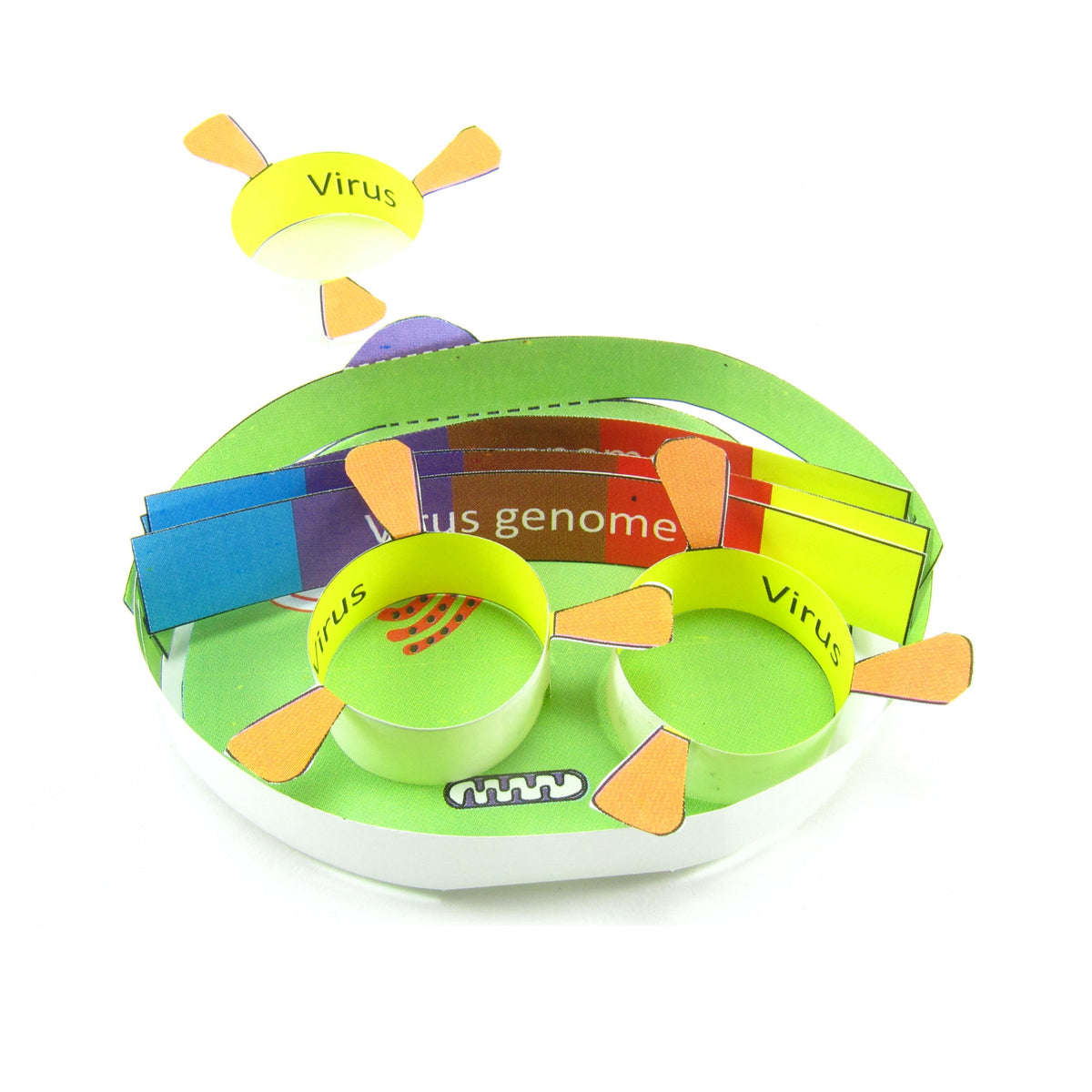 Virus Life Cycle – Origami Organelles