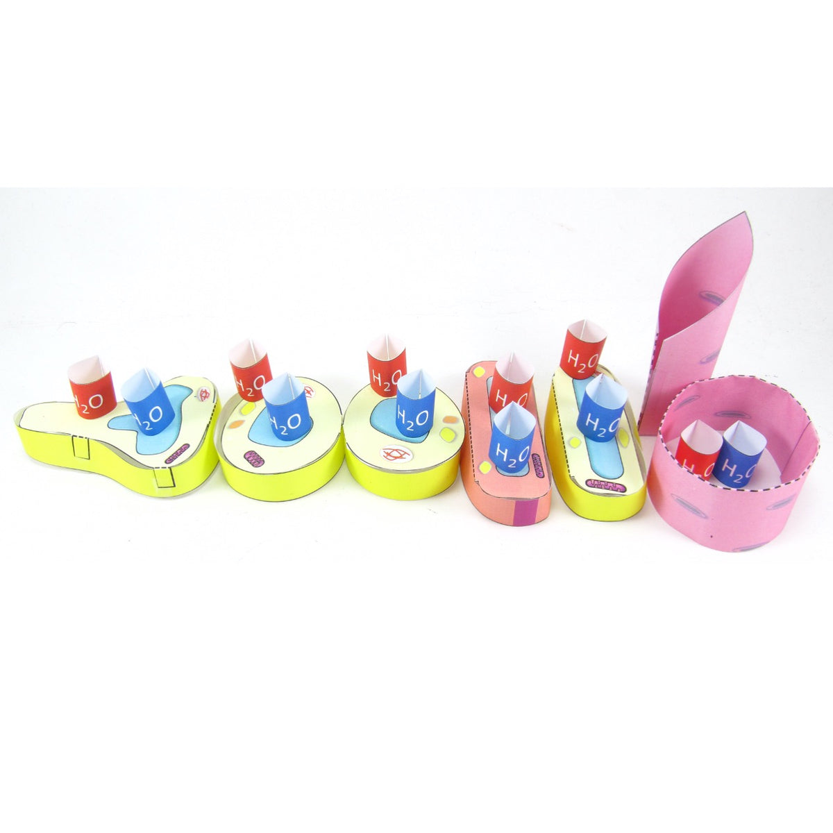 Xylem – Origami Organelles