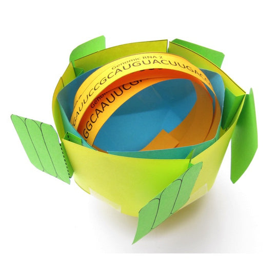 Cells & Organelles – Page 3 – Origami Organelles