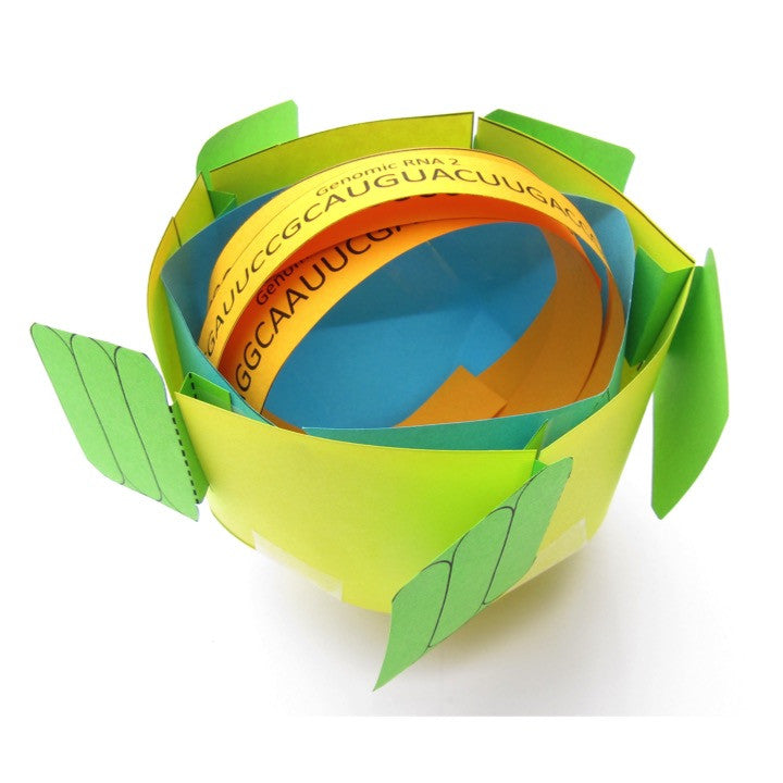 How To Make A Virus Model